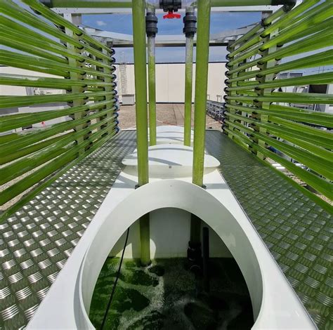 Data4 занялась выращиванием водорослей в ЦОД