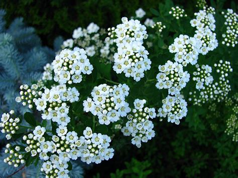 Спирея гибридная Альпенглюхен (Spiraea hybrida Alpenglühen),купить ...