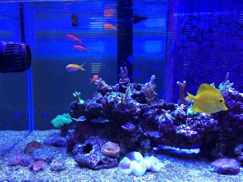 Build Thread 65 Gallon Custom Rim Less Reef Aquarium Reef2reef