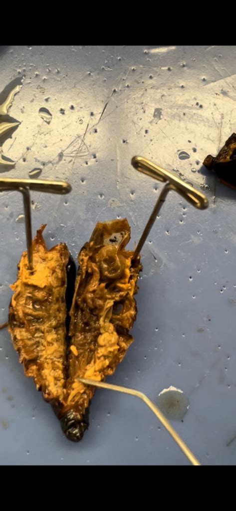 Grasshopper Internal Dissection Diagram Quizlet