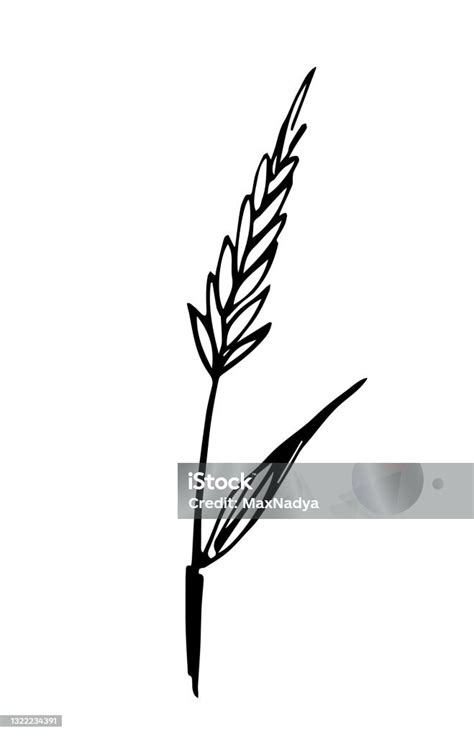 검은 윤곽선으로 손으로 그린 간단한 벡터 드로잉 밀 시리얼 유기농 식물 재배 농산물 제철 수확의 스파이크렛 음식 빵 밀가루 제품 파스타 라벨 쇼핑 시장용 스펠트에 대한 스톡