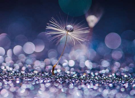 Sayfa 2 400 000 Ücretsiz Flower Pipi Ve Güzel Çiçekler Görseli Pixabay