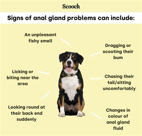 What Are Dog Glands