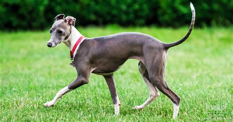 Порода собак худые и длинные 53 фото картинки Sobakovod Club