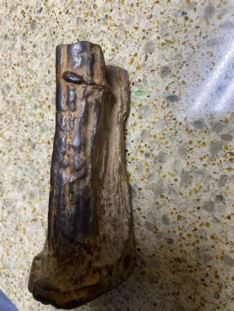 Is This A Fossilized Bone R Fossilhunting