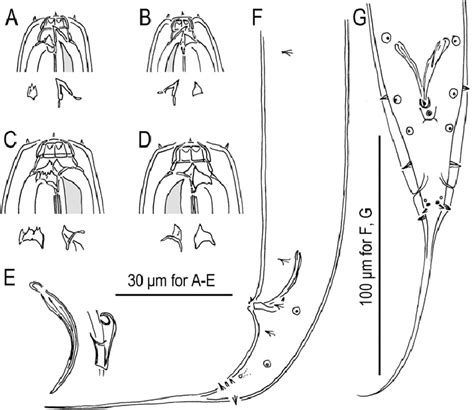 Pristionchus Uniformis Fedorko And Stanuszek 1971 Strain Rs0141 A