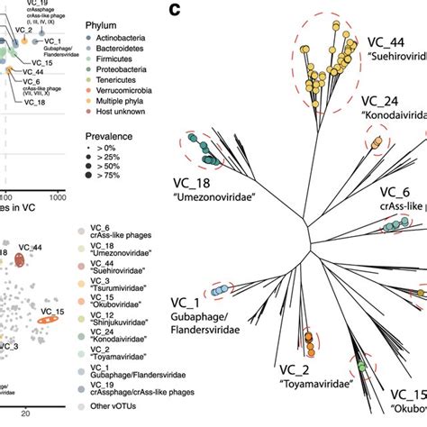 Identification Of Novel Viral Clusters Abundant And Prevalent In The Download Scientific