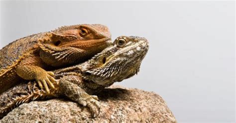 The Incredible Shrinking Sex Chromosome Portside