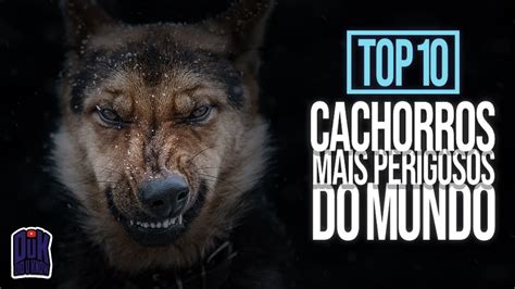 Os 10 cachorros mais perigosos do MUNDO - YouTube