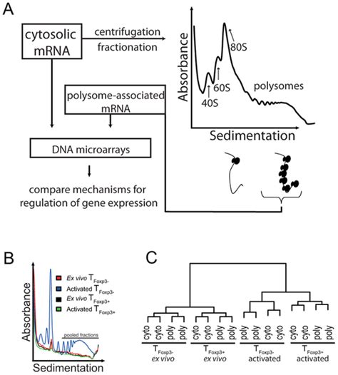 Polysome Poly Polysome Poly