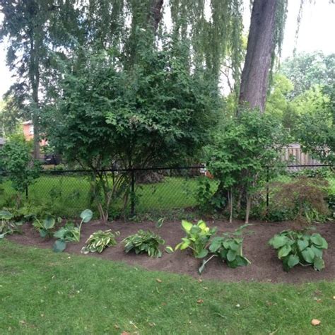 Splitrearrange The Garden Girls