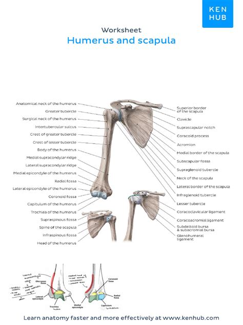 Upper Limb Class Notes Pdf Thumb Arm