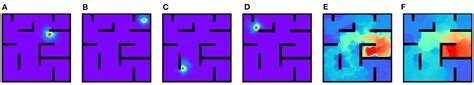 Frontiers A Computational Model Of Learning Flexible Navigation In A Maze By Layout Conforming