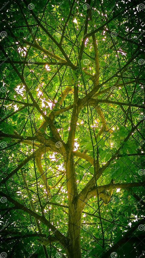 Tree With Branching Branches Stock Illustration Illustration Of Flora Closeup 323982313