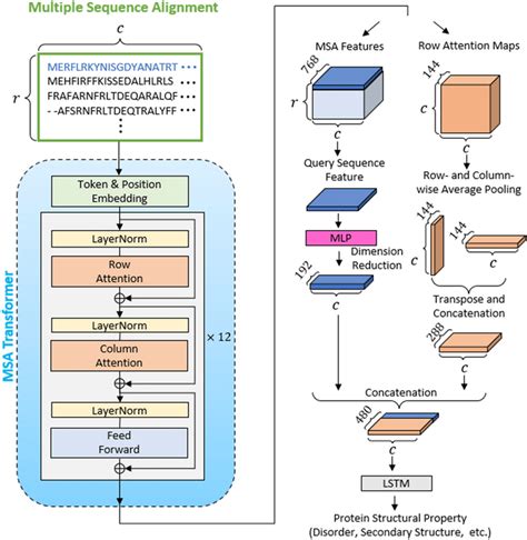 architecture of the s pred method the msa transformer extracts