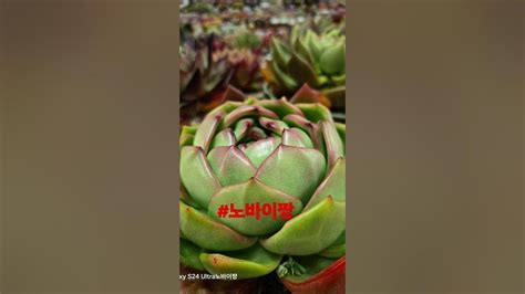 봄봄봄이왔어요 Youtube