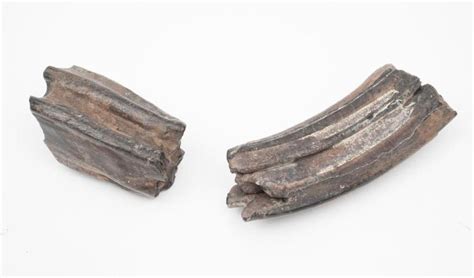 Lot Two Fossilized Teeth