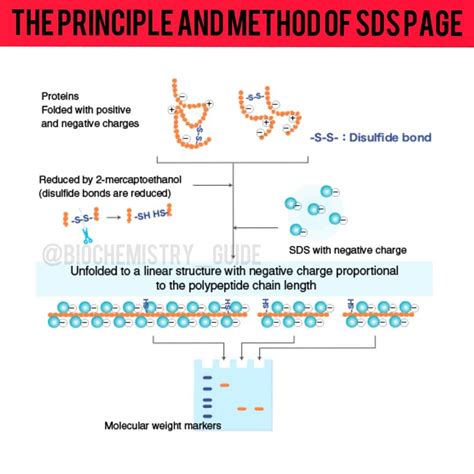 The Principle And Methods Of Sds Page Protein Folding Biochemistry Principles
