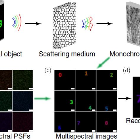Schematic Of Single Shot Multispectral Imaging With A Monochromatic Download Scientific Diagram