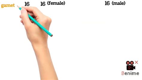 Sex Determination In Honeybees Haplodiploid System Genetics Youtube