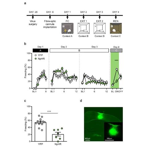 Optogenetic Inhibition Of The Posterior Parietal Cortex Ppc