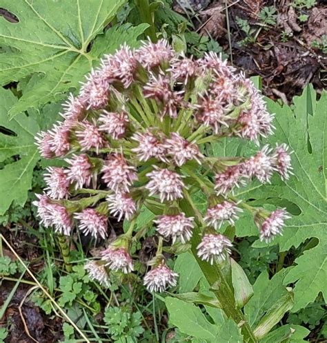 How To Grow Petasites Frigidus Earthone