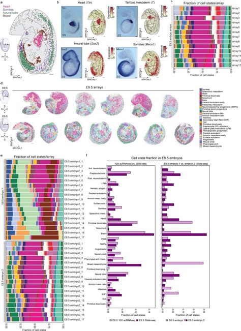Spatiotemporal Transcriptomic Maps Of Whole Mouse Embryos At The Onset Of Organogenesis Pmc