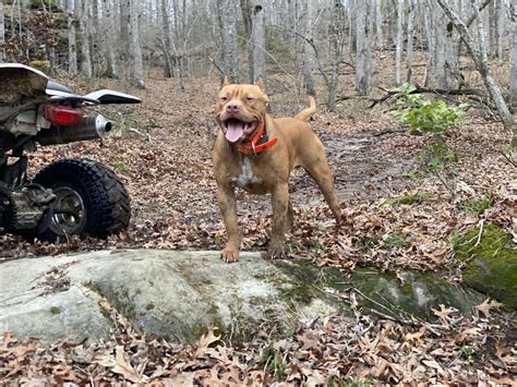 Camelot Pits Bug Camelot Pits