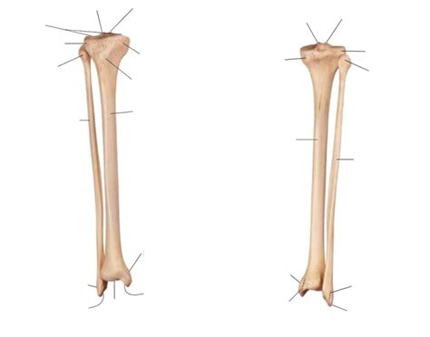 Fibia And Tibia Latin Quiz