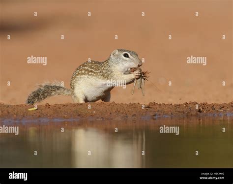 Mexican Ground Squirrel Spermophilus Mexicanus Adult Eating Grasshopper South Texas Usa