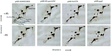 Complementation Of The Dmsppm Conditional Mutant 2d Tlc Analysis Of [ Download Scientific