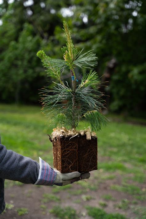 Grafted Tree Sapling With Roots In A Gloved Gardening Hand Free Photo