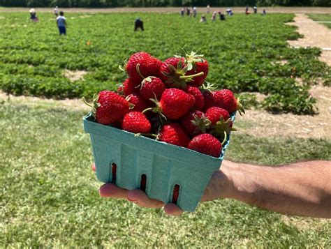 Strawberry Picking Near Indianapolis 2026