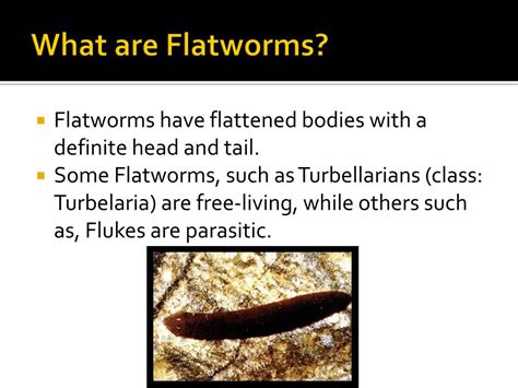 Ppt Flatworms Powerpoint Presentation Free Download Id2188888