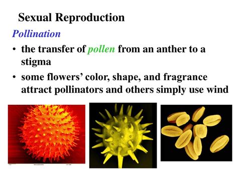 Ppt Angiosperm Plant Reproduction Chap Powerpoint Presentation Id