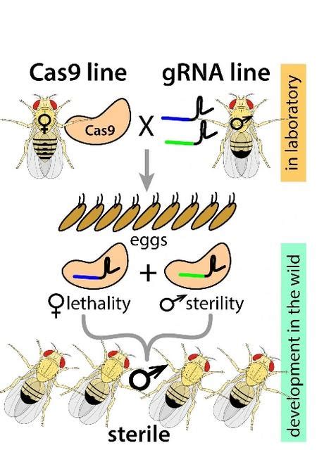 LÉdition Du GÉnome Contre Les Maladies Vectorielles Paperblog