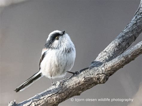 Identification Of Silver Throated Bushtit 검은턱오목눈이 And Hybrids With Long