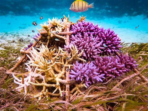 Reefscapers Coral Propagation Experiments Reef Regeneration In The