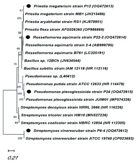 the constructed molecular phylogenetic tree inferred by using the