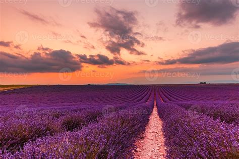 Wonderful Scenery View Of French Lavender Field At Sunset Sunset Over