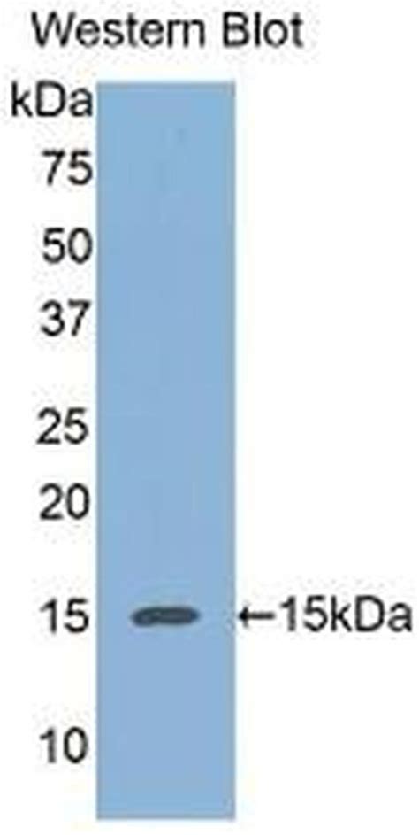 Reg3a Monoclonal Antibody 4 Ma5 43612