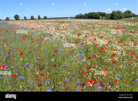 Poppy Field And Cornflowers At The Holiday Island Rügen In Summer Baltic Sea Germany Stock