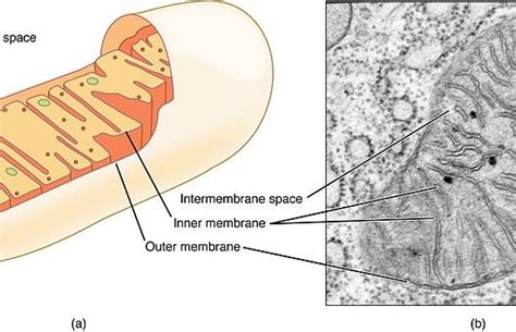 Difference Between Mitochondria And Plastids Definition