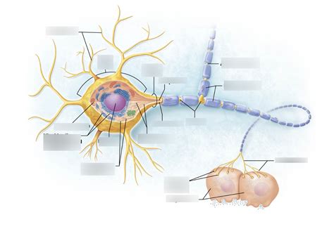 Nerve Cell Parts Diagram Quizlet