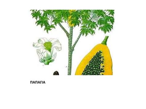 χλωριδα και πανιδα της αμερικης Pptx