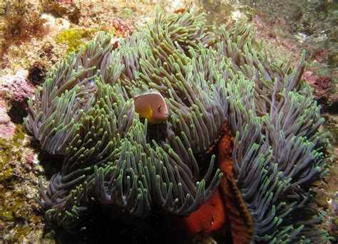 Microplastics Detection Object Detection Model By Test