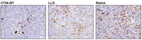 Pre Clinical IHC Tools For Mouse Models Cell Signaling Technology
