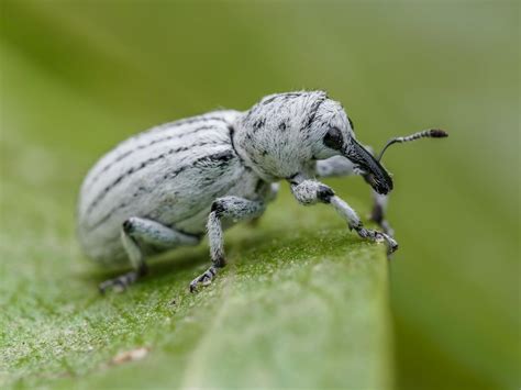 Ghost Weevil Rweeviltime