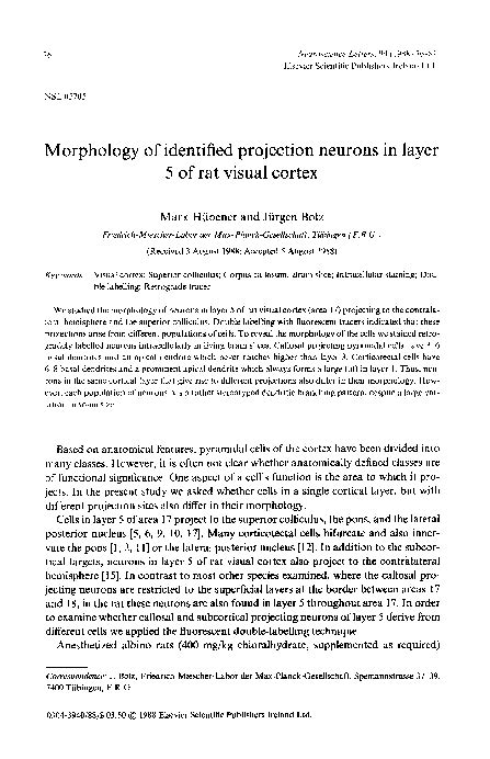 Pdf Morphology Of Identified Projection Neurons In Layer 5 Of Rat