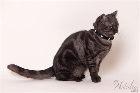 Cat Colours — Im Curious Have You Ever Seen A Classic Tabby